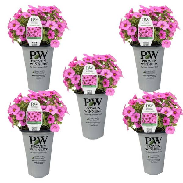 PROVEN WINNERS 1.5 Pt. Superbells Calibrachoa Annual Plant with Pink ...