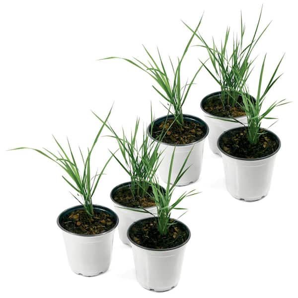 Cottage Farms Direct 4 in. Pink Muhly Grass (3-Pack) HD1008 - The Home ...