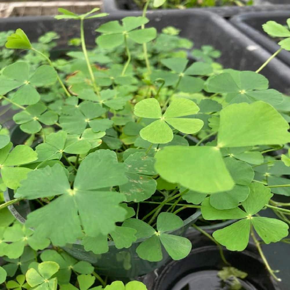 GIVHANDYS INC Givhandys 4 in. Potted 4-Leaf Clover Bog/Marginal Aquatic ...