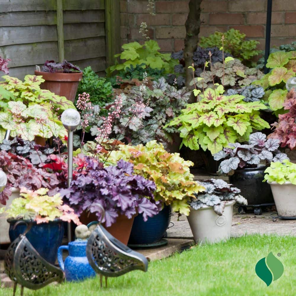 2 Gal. Caramel Coral Bells (Heuchera), Live Perennial Plant, Apricot ...