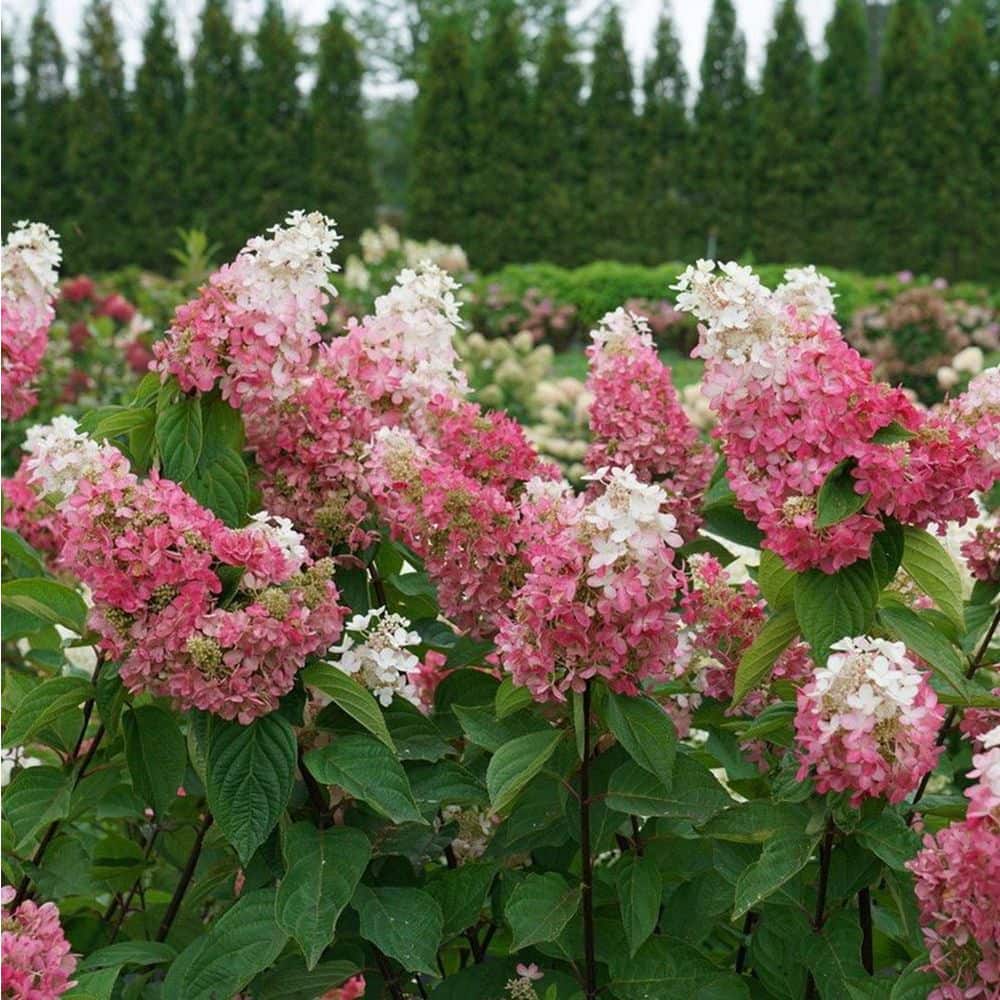 PROVEN WINNERS 2 Gal. Pinky Winky Prime Hydrangea Live Flowering Shrub ...