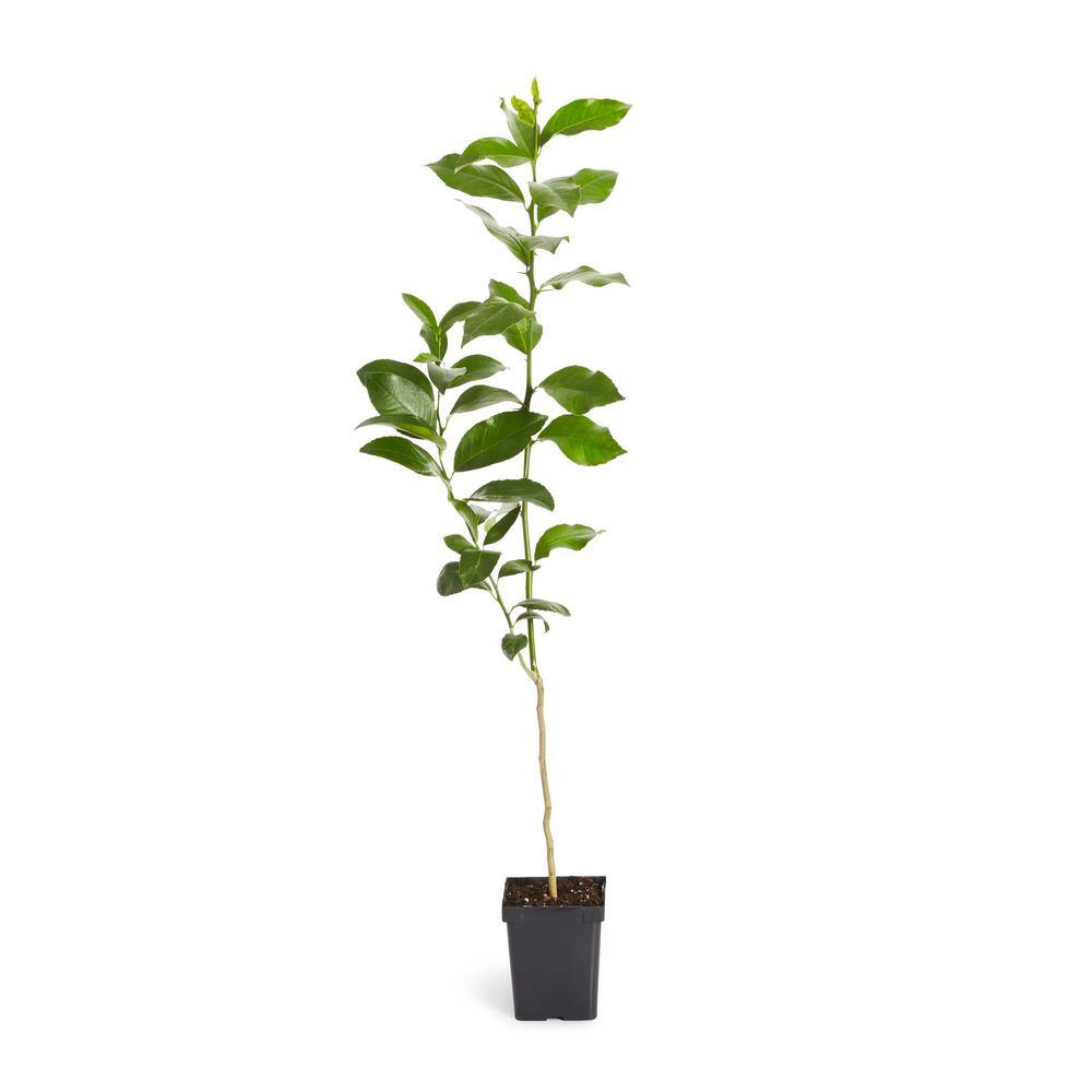 Brighter Blooms 1 Qt. Key Lime Tree-LIM-KEY-12-1QT - The Home Depot