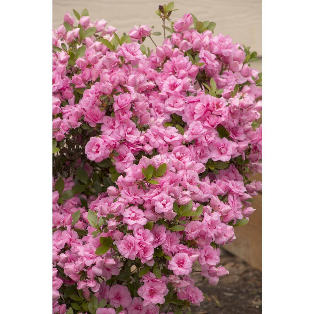 BELL NURSERY 1 Gal. Rose Bud Azalea Live Shrub, Rosy Pink Double ...