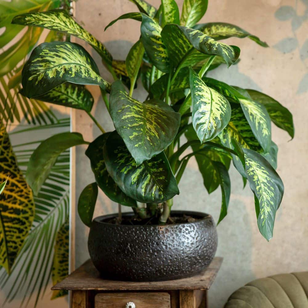 national PLANT NETWORK 6 in. Dieffenbachia Tropic Snow Compacta Plant ...