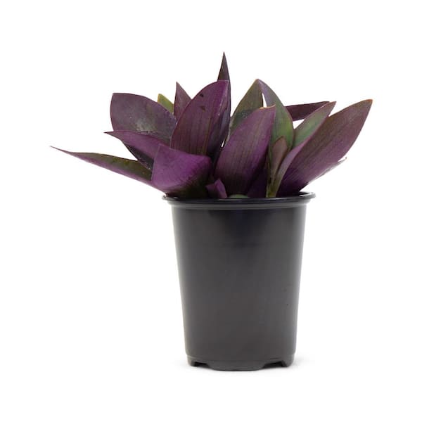 Pure Beauty Farms 6.33 in. 2.5 Qt. Purple Queen in Grower's Pot ...