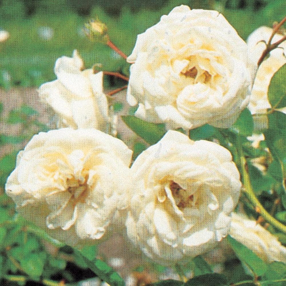 ALTMAN PLANTS 3 Gal. Premium Fortuniana Rose with White Flowers 943535 ...