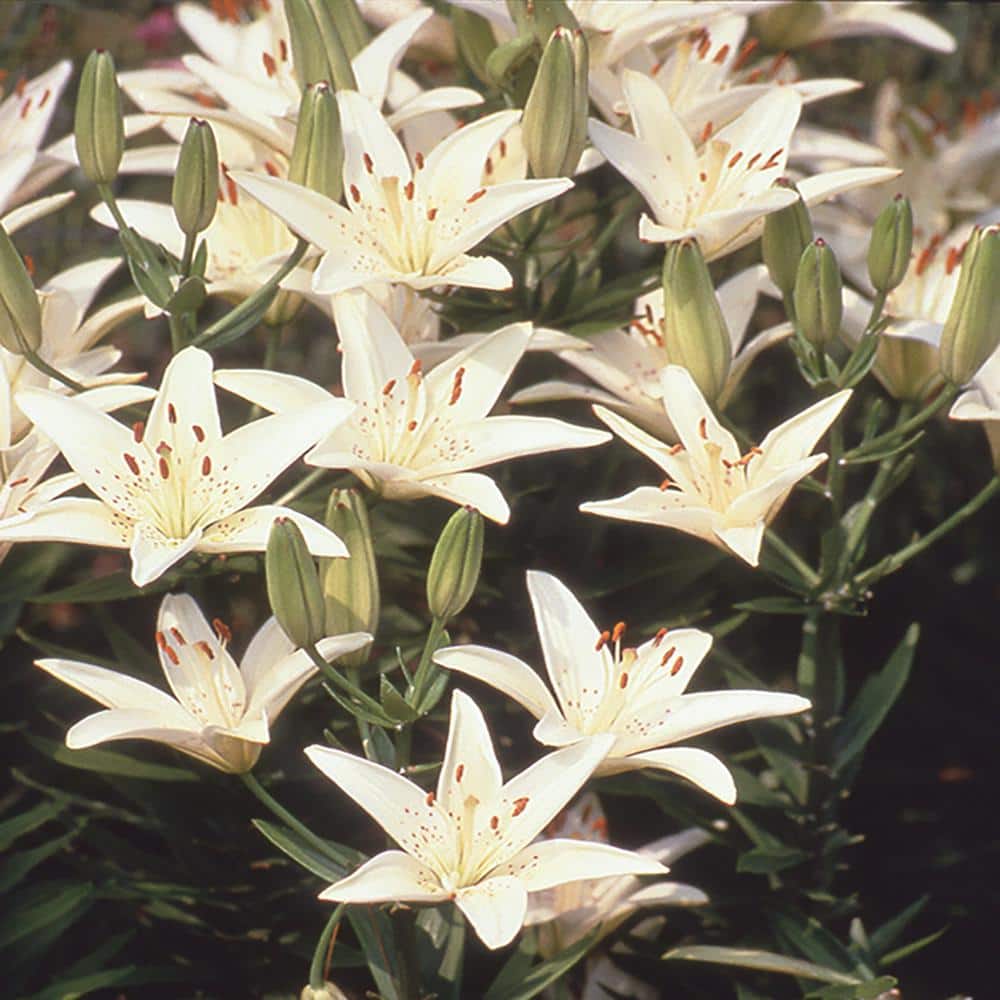 ALTMAN PLANTS 2.4 Gal. White Asiatic Lily Plant 8605 - The Home Depot