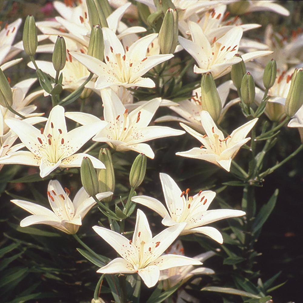 #1 White Asiatic Lily Plant 8605 - The Home Depot