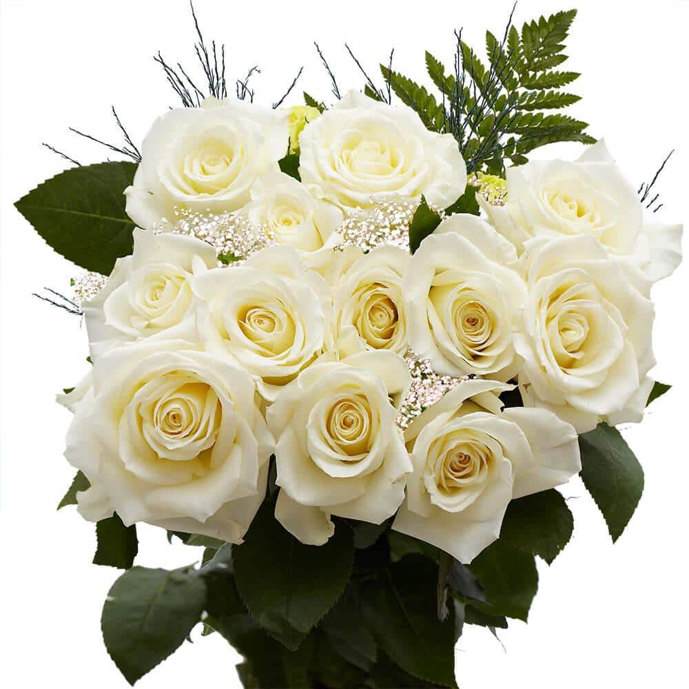 Globalrose 1-Dozen White Roses with Baby's Breath and Green- Fresh ...