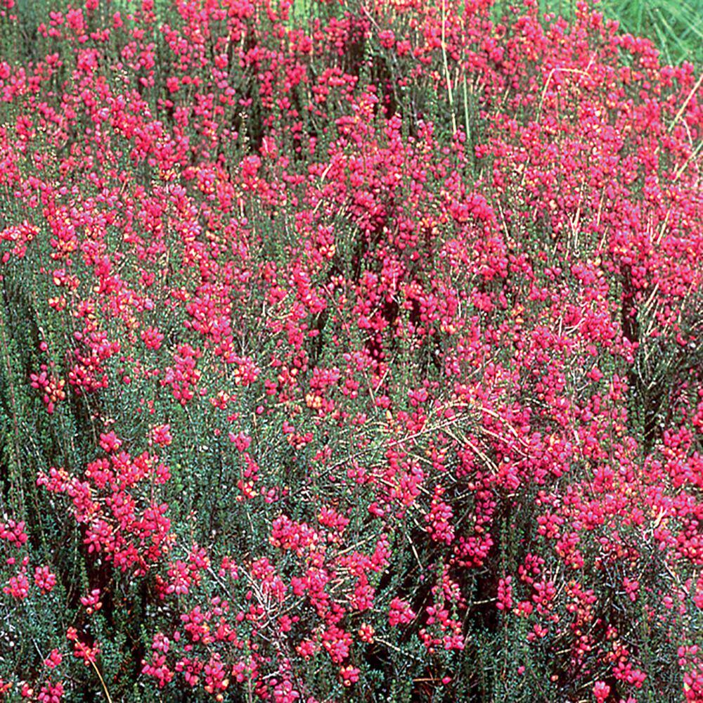 2.5 Qt. Mexican Heather Erica x Darleyensis Kramers Rote Shrub with ...