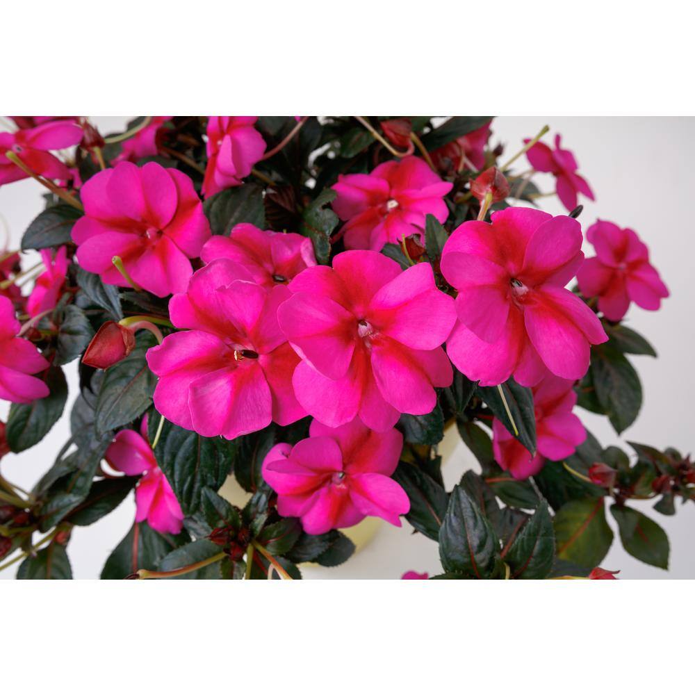 SunPatiens 2.5 In. Candylicious SunPatiens Impatiens Outdoor Annual ...