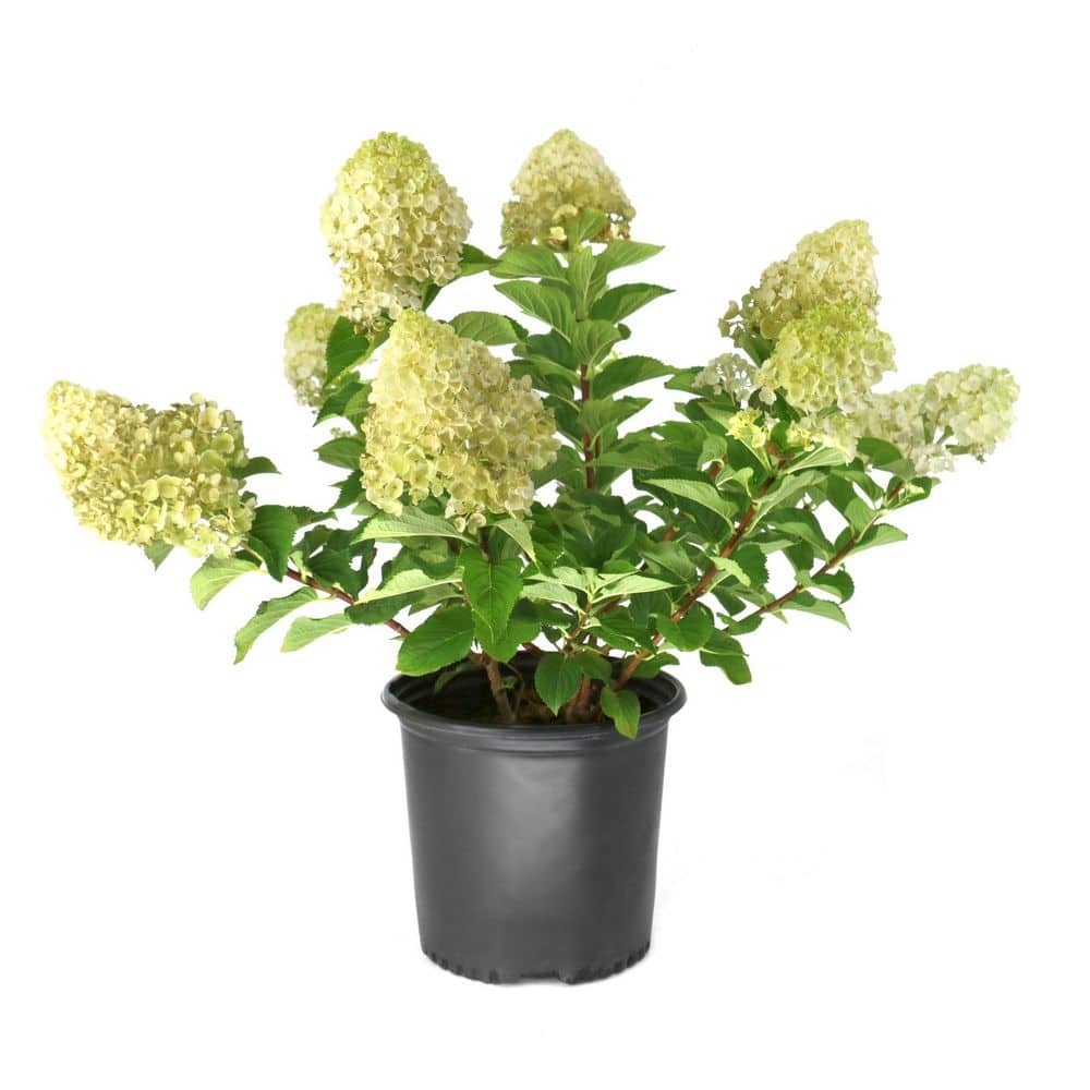national PLANT NETWORK 3 gal. Hydrangea Limelight Shrub with White ...