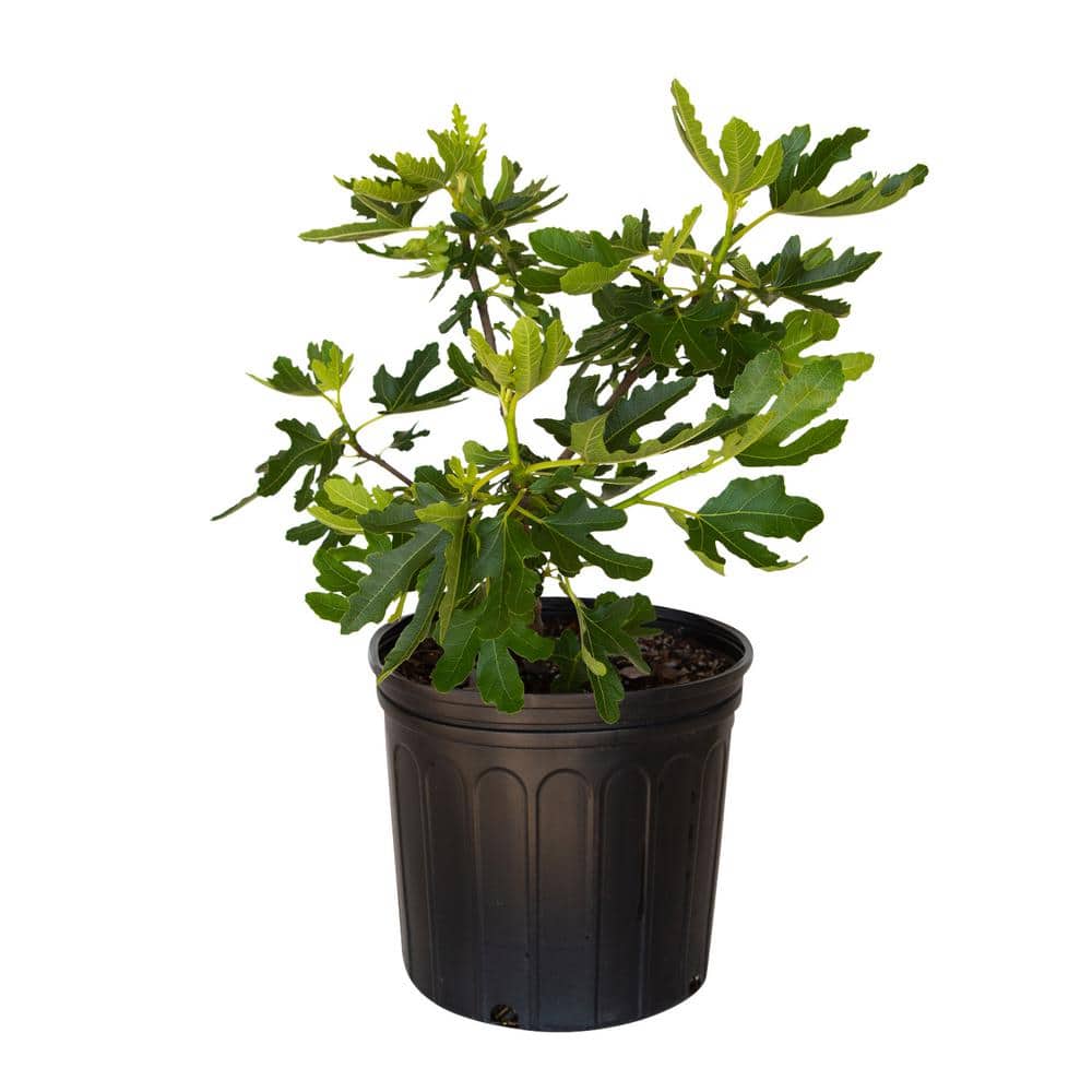 FLOWERWOOD 2.5 gal. Celeste Fig Tree with Purple Edible Fruit Deciduous ...