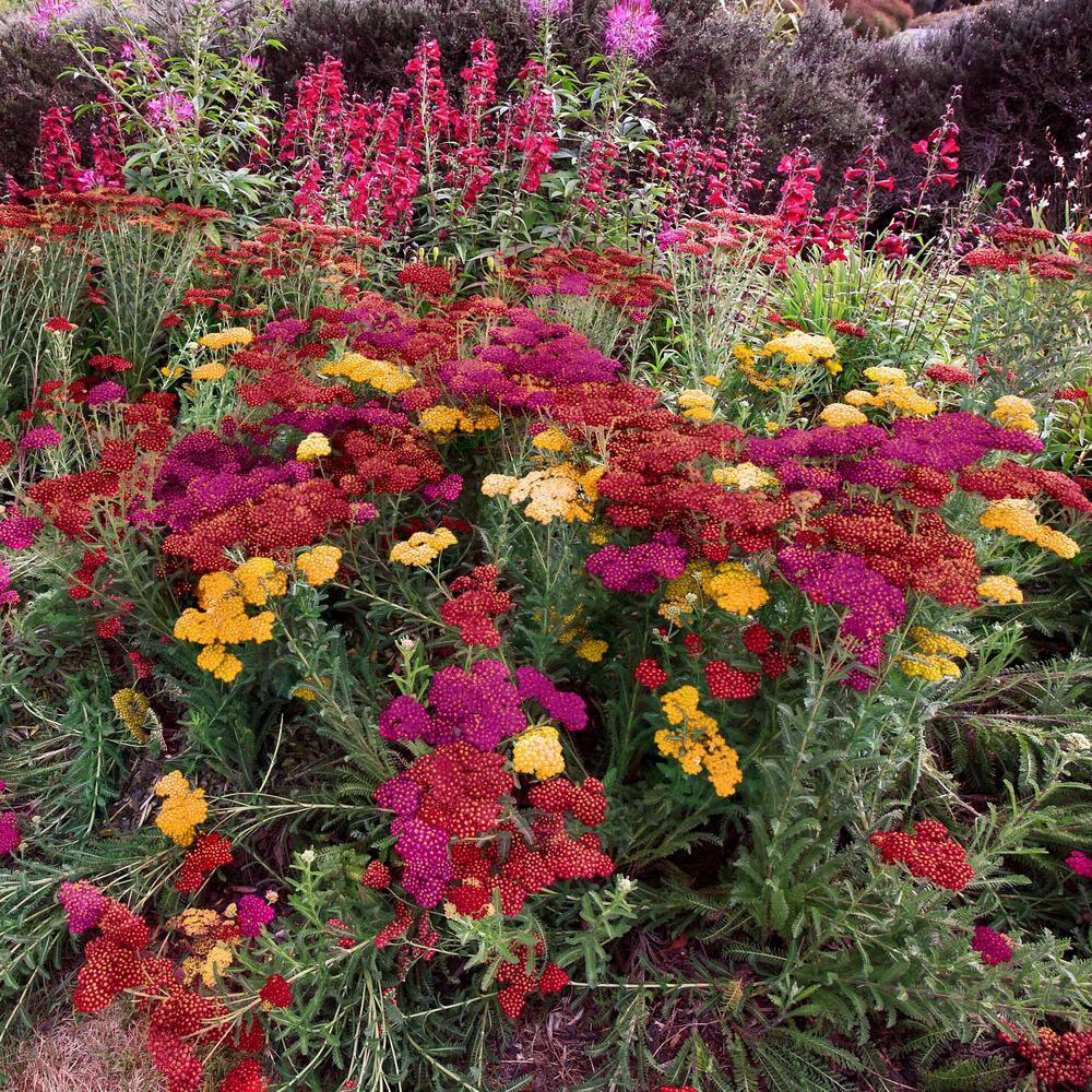 national PLANT NETWORK 4 in. Achillea 3-N-1 Milly Rock Yarrow Perennial ...