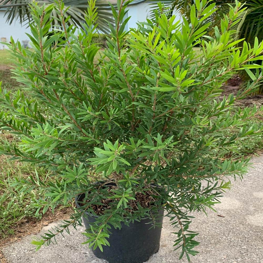 OnlinePlantCenter 3 Gal. Red Cluster Bottlebrush Flowering Shrub with ...
