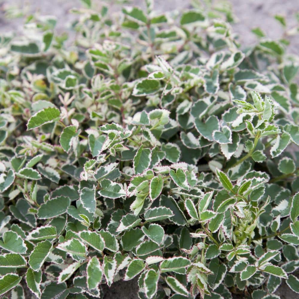 national PLANT NETWORK Bareroot Sanguisorba Little Angel Variegated ...