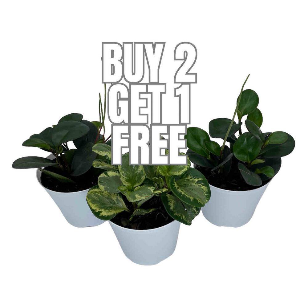 EVERBLOOM GROWERS, INC. 6 in. Assorted Peperomia in Deco Pot (3-Pack ...