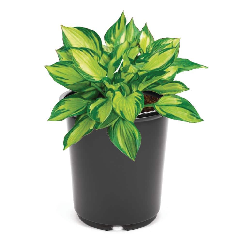 2.5 qt. Perennial Hosta Colored Hulk (2-Pack) 1409 - The Home Depot