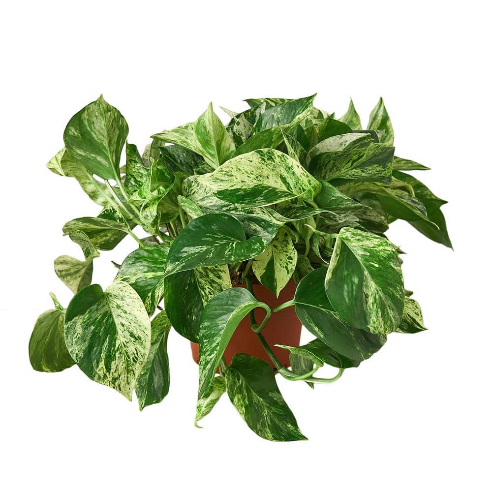Pothos Snow Queen Epipremnum Aureum Plant in 6 in. Grower Pot 6_POTHOS ...