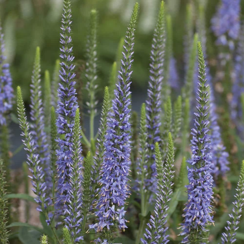 1 Gal. Veronica Tidal Pool Blue Speedwell Plant 1004561759 - The Home Depot