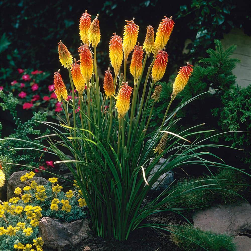 VAN ZYVERDEN Kniphofia Red Hot Poker 1 Root 83619 - The Home Depot