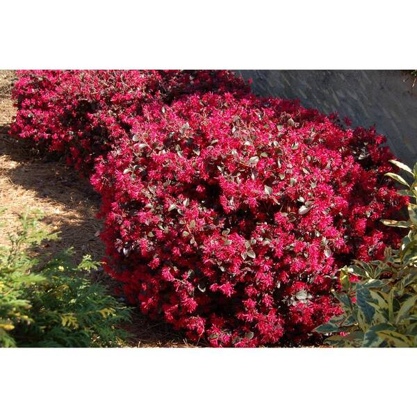 Ever Red Loropetalum