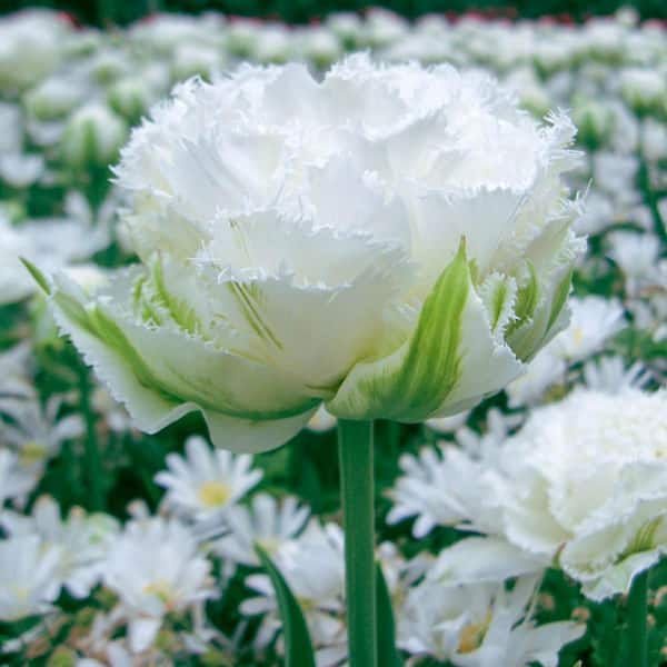DIRECT GARDENING Snow Crystal Double Fringed Tulip Dormant Spring ...