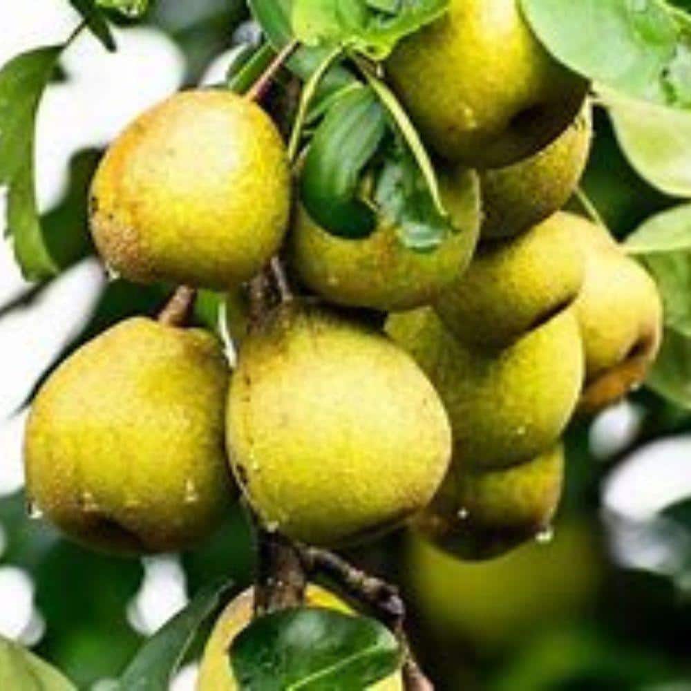 SOUTHERN LIVING 7 Gal. Hood Pear Tree PEAHOO07G - The Home Depot