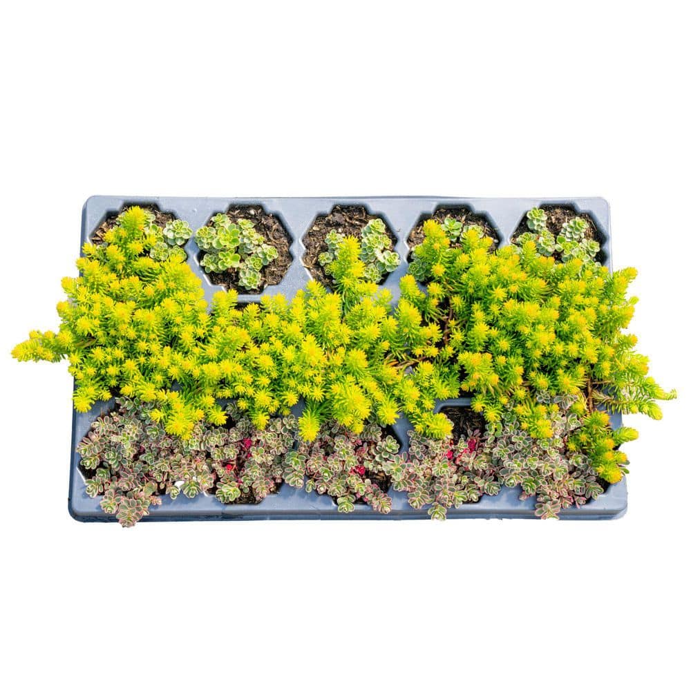 Costa Farms Starter Drought Tolerant Perennial Garden Plants in Mesh ...