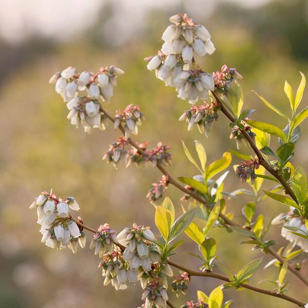 Austin Blueberry Bushes