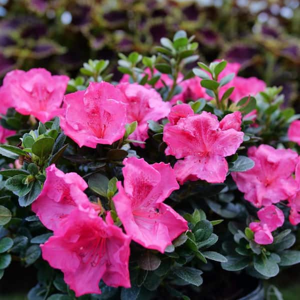 Proven Winners 1 gal. Perfecto Mundo Epic Pink Reblooming Azalea ...
