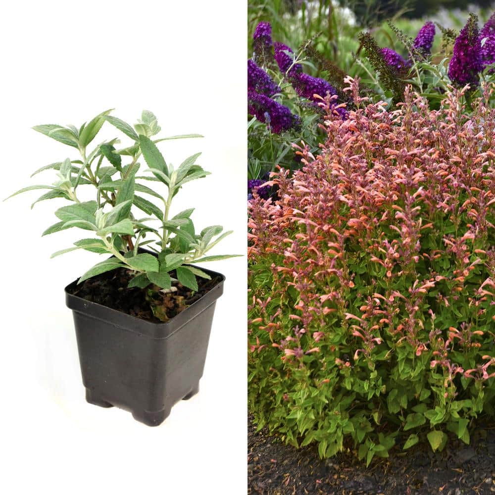 national PLANT NETWORK 3.25 in. DIY Butterfly Plant Collection with ...