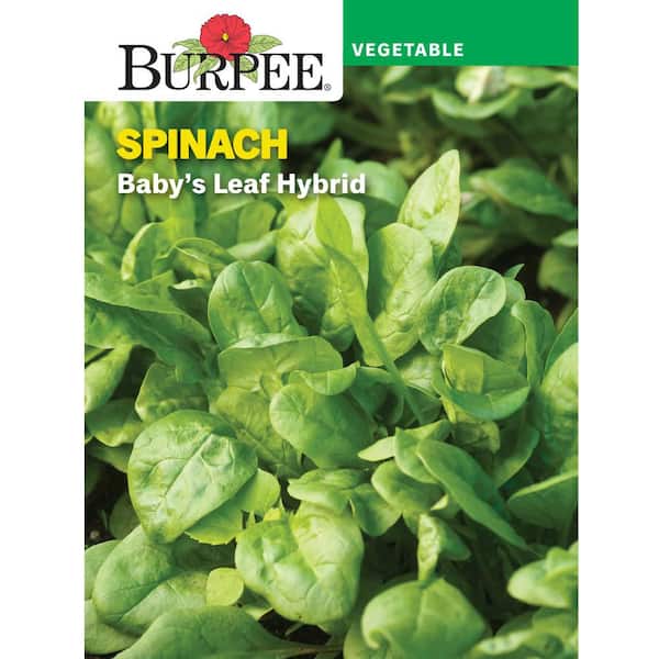 Burpee Spinach Baby's Leaf Hybrid Vegetable Seed 54830 - The Home Depot