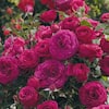 Spring Hill Nurseries 3 Gal. Pot, Celestial Night Floribunda Rose ...