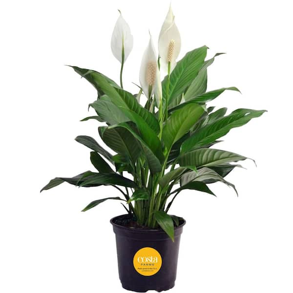 EVERBLOOM GROWERS, INC. 6 in. Spathiphyllum Plant in Deco Pot 6SPATH ...