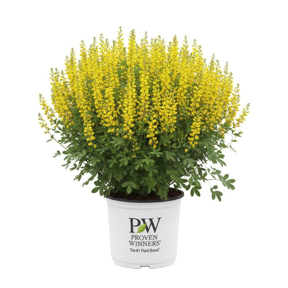 PROVEN WINNERS 3 Gal. Lemon Meringue Baptisia Live Perennial Plant (1 ...