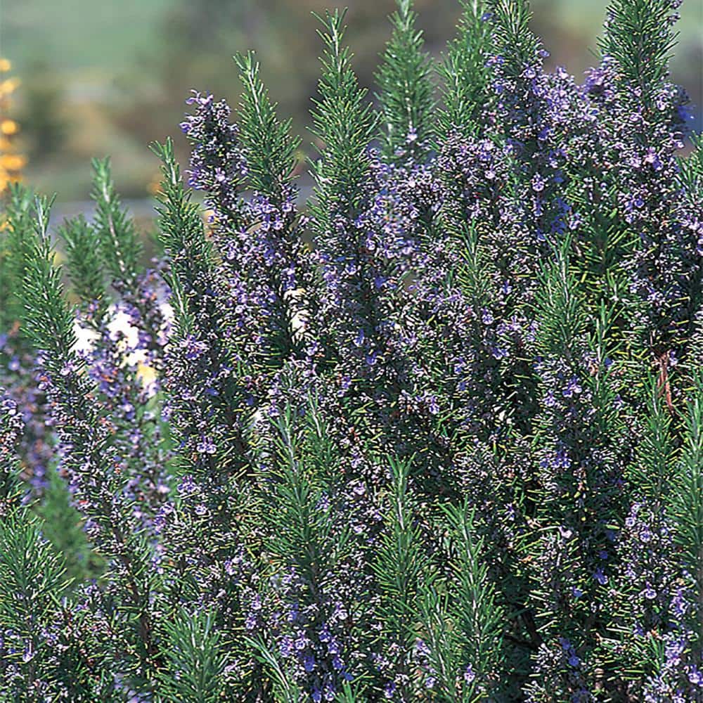 Burpee 3.5 in. Upright Rosemary Herb Plant 1008725756 - The Home Depot