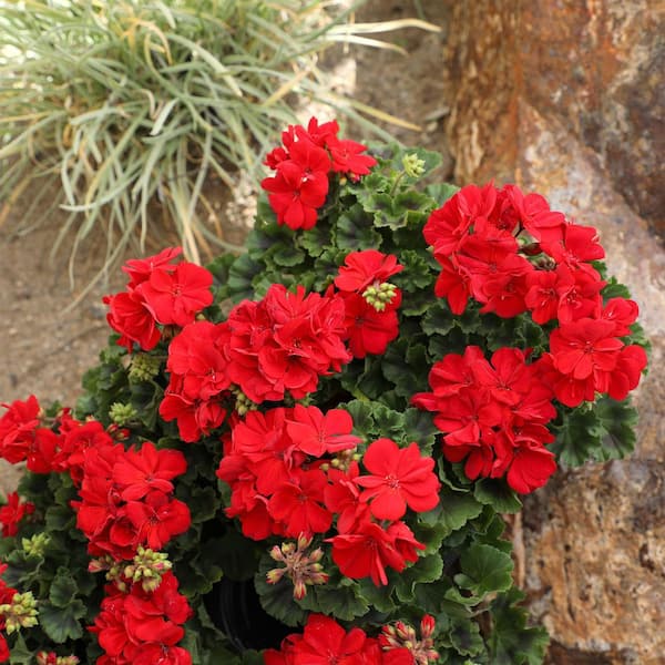 Red Ivy Plant