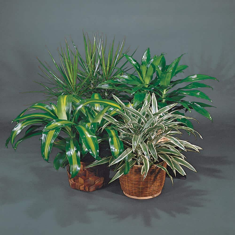 BELL NURSERY 1.55 Qt. Dragon Tree Dracaena Plant in 6 in. Deco Pot 1755 ...