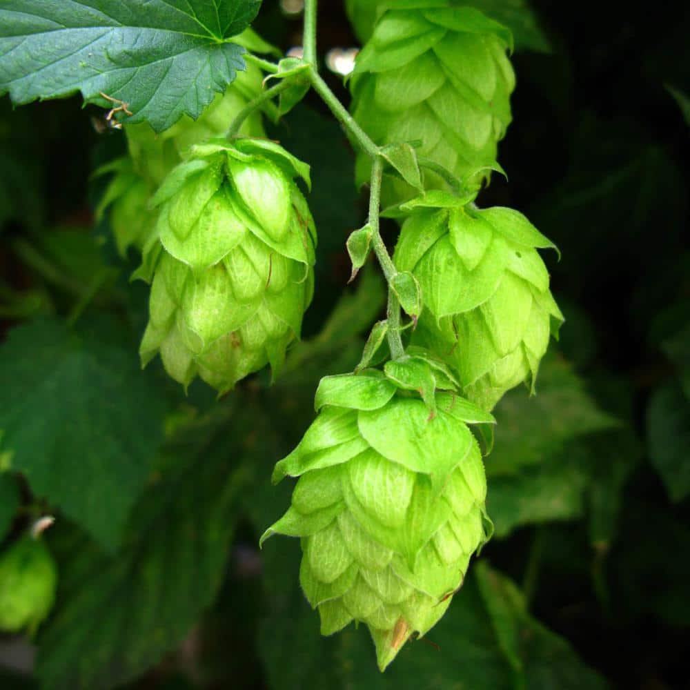 Gurney's Nugget Hops Humulus Vine Dormant Bare Root Fruit Bering ...