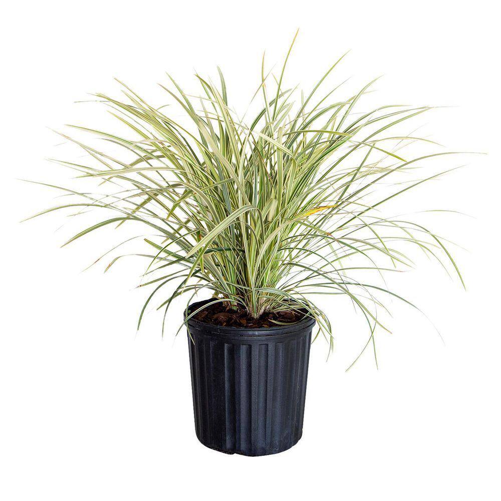 Vigoro Liriope Jumbo Aztec Grass (306-Pack) 1001244921 - The Home Depot