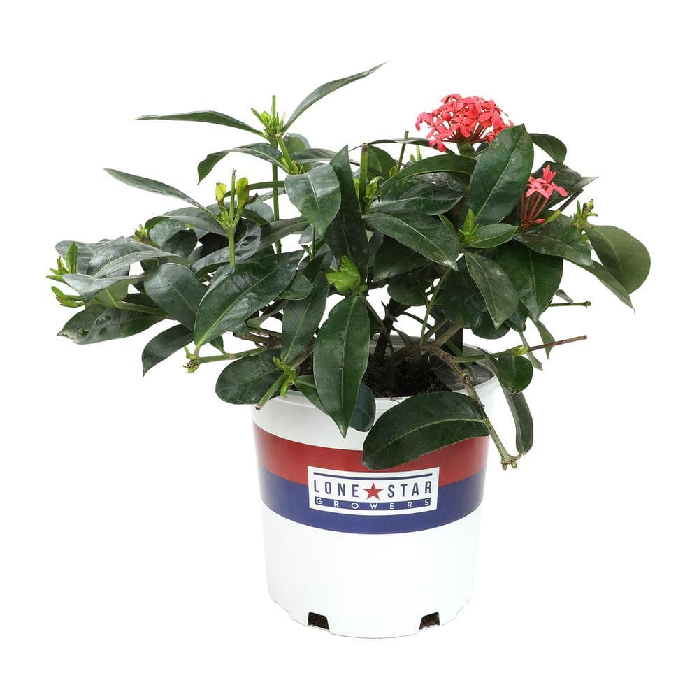 ALTMAN PLANTS Lone Star Growers 8 qt. Jungle Geranium shrub (Ixora Nora ...