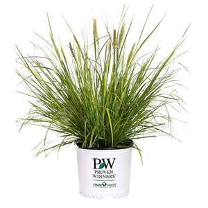 FLOWERWOOD 2.5 Gal. Pink Muhly Grass, Live Plant with Pink Plumes 41433 ...