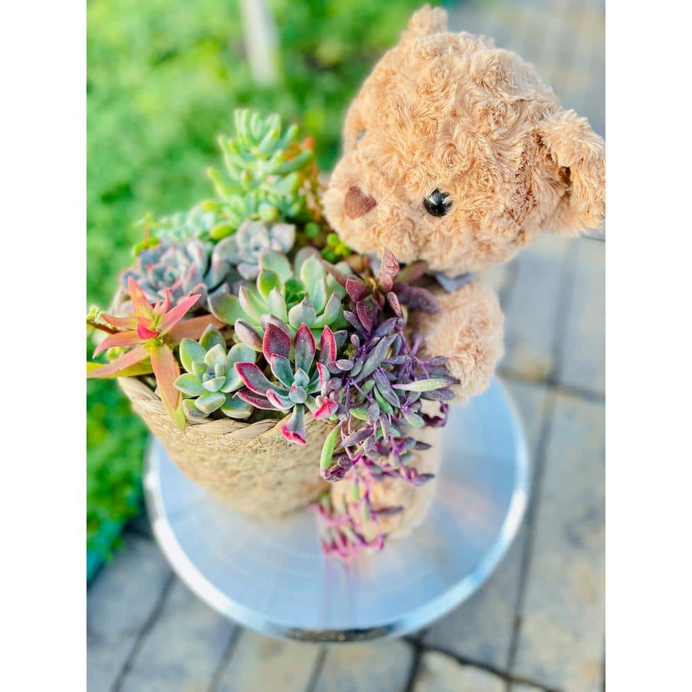 Zeus & Ruta Medium Bear Succulent Plants Collection Cut Flowers HWD-527 ...