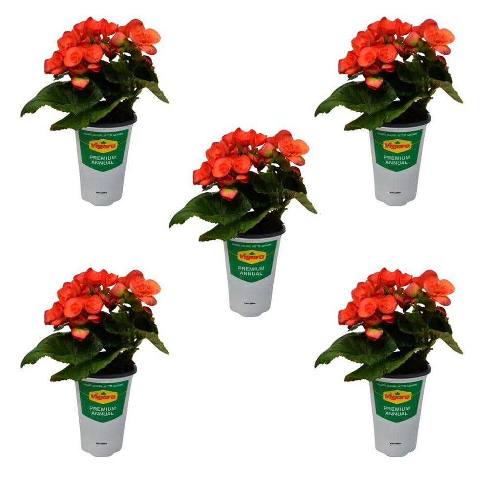 Vigoro 1 qt. Begonia Amstel Carneval x hiemalis Annual Plant with ...