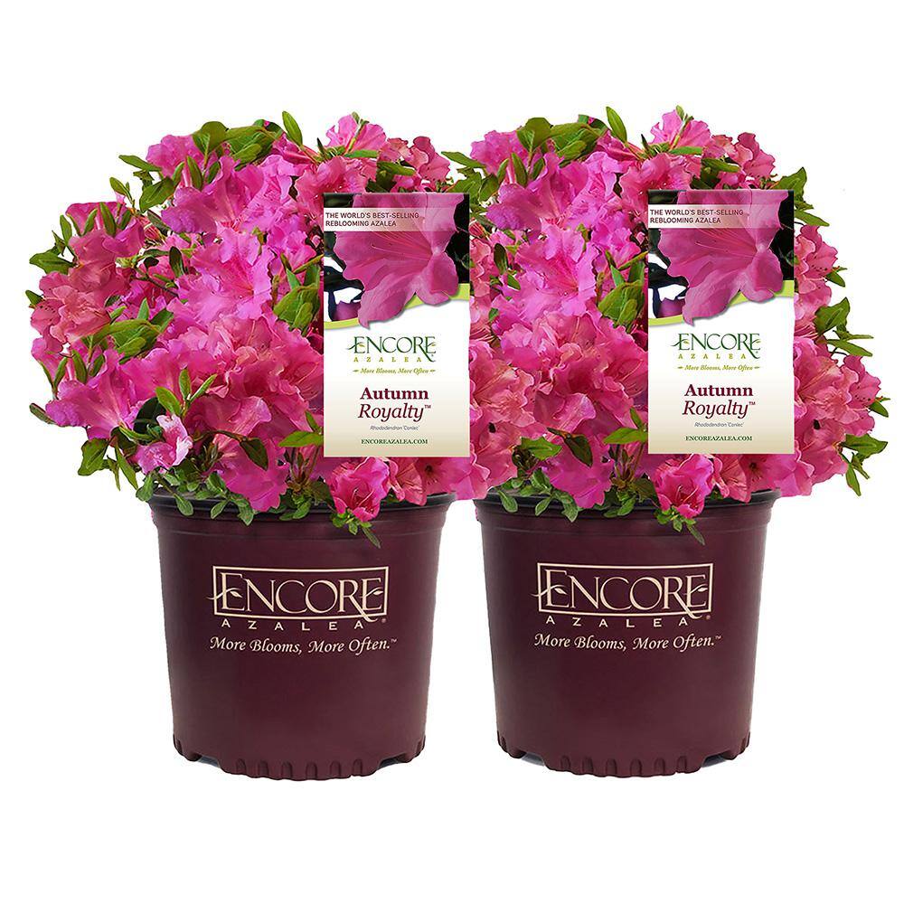 ENCORE AZALEA 1 Gal. Autumn Royalty Shrub with Pink Flowers (2-Pack ...