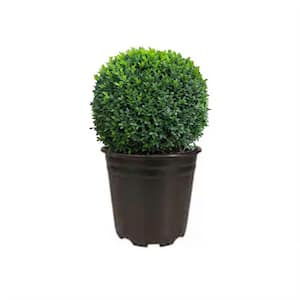 BELL NURSERY 3 Gal. Calgary Boxwood (Buxus Sempervirens) Live Evergreen ...