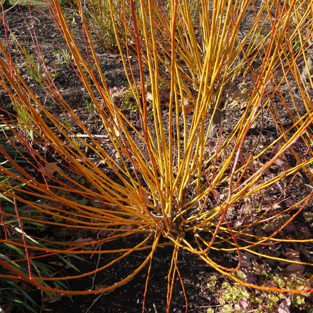 Online Orchards 1 Gal. Yellow Twig Dogwood Shrub with Bright Golden ...