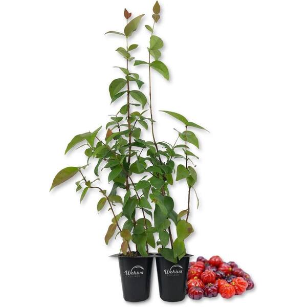 Wekiva Foliage Suriname Cherry Plant-2 Live Tissue Culture Starter ...