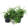 national PLANT NETWORK 4 in. Button Fern Polystichum Plant in Grower ...